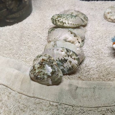 Bullmouth Helmet Seashell Cassis Rufa 1 Shell, Approx. 5-6 Inches - Etsy