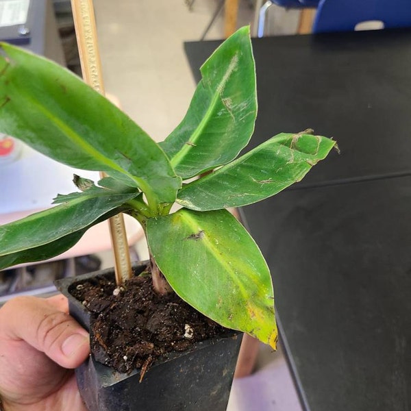 Musa ‘poquito’ Banana Tree/ Banana Tree in 4 Inch Cups (one Plant per ...