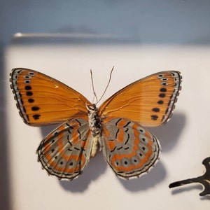 Real Crenis Pechueli Butterfly Spread for Your Project or - Etsy
