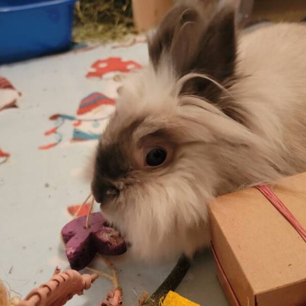 YOU CHOOSE FLAVORS Custom Kabob Flavored Chew Toy for Rabbits, Guinea ...