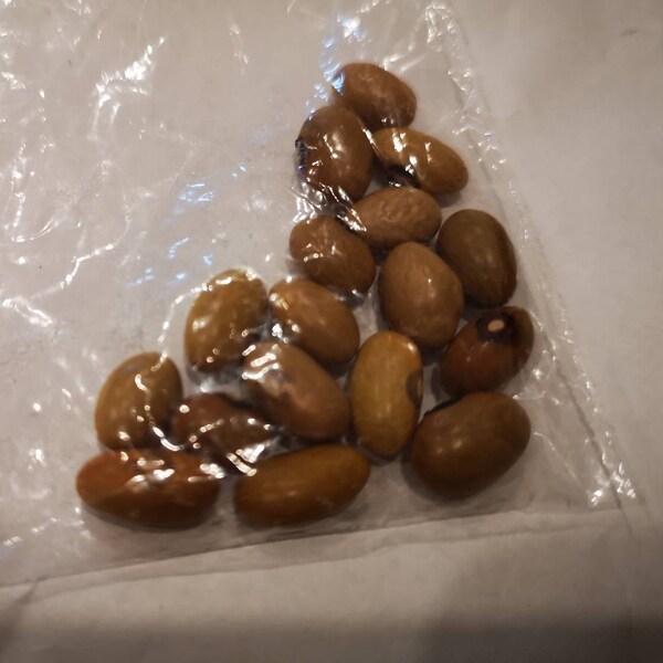 Eppendorf Centrifuge Tube Safe Lock 2.0 Ml High-quality Microcentrifuge ...