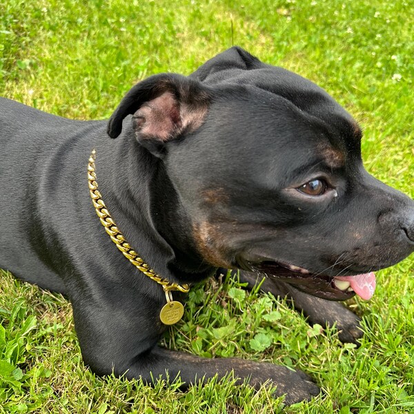 Cuban Dog Chain, Gold Dog Collar, Engraved Metal Letter, Custom Gold ...