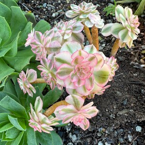 Aeonium Medusa Mutant Middle Variegatacluster. Rare Aeonium - Etsy