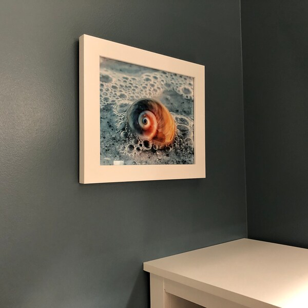 Seashell Photography, Shell Photo, Beach Decor, Fine Art Print, Coastal ...