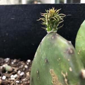 3 Small PADS Spineless Thornless Edible Nopales Prickly Pear Cactus ...