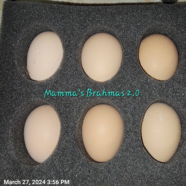 18 Hole Quail Foam Egg Shipper Sets - Etsy
