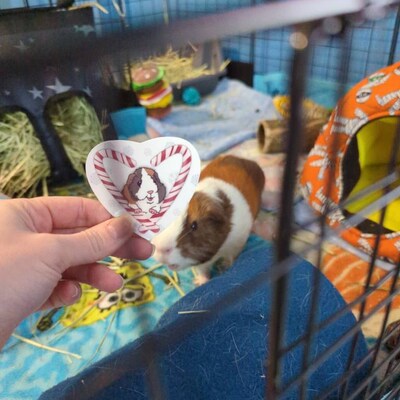 Spooky Ghost Guinea Pig Sticker, Ghost Guinea Pig, Halloween Guinea Pig ...