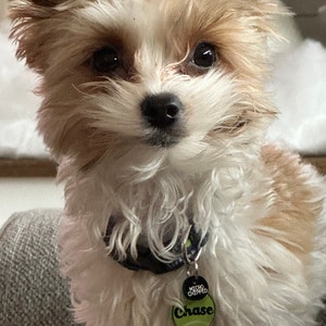 Poop Dog Tag for Your Little Sht Free Personlisation - Etsy UK