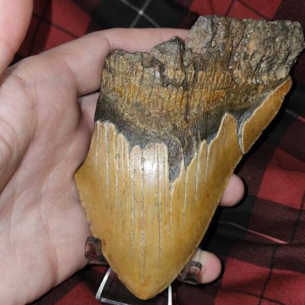 Set of Six Fossilized Turtle Shell Elements top Shell Pieces Miocene to ...