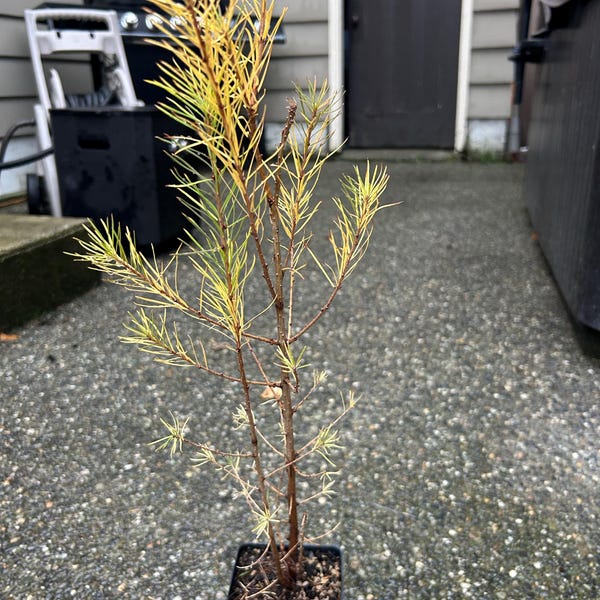 Western Larch Tree in Small Nursery Pot. Larix Occidentalis. Western ...