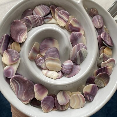 Seashell Crafting Kit Mini Shells for Creative DIY Projects Beach Art ...