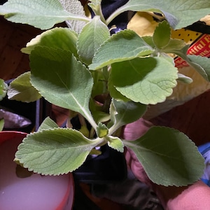 Semi Contra, Epazote, Wormweed Fresh or Dried 1 Oz - Etsy
