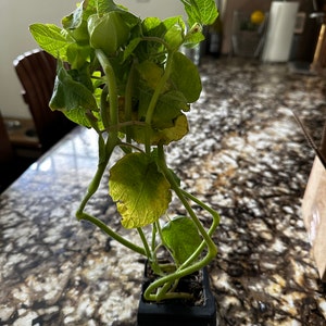 Thai Water Spinach (thai Pak Boong) Yentafo - Etsy