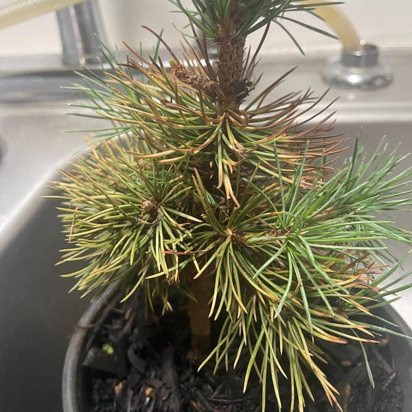 Bristlecone Pine. Pinus Aristata. Natural Dwarf. Young Tree Ready for ...
