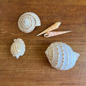 Small White Shell Nassarius Reticulatus Mini Shell Jewelry - Etsy