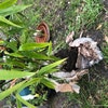 Bambusa lady Finger Clumping, Non-invasive Bamboo Plant Large 1 Gallon ...