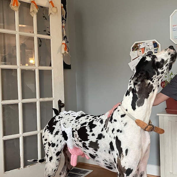 Udderly Adorable Cow Udder Dog Costume! Horn “hat” Also Available ...