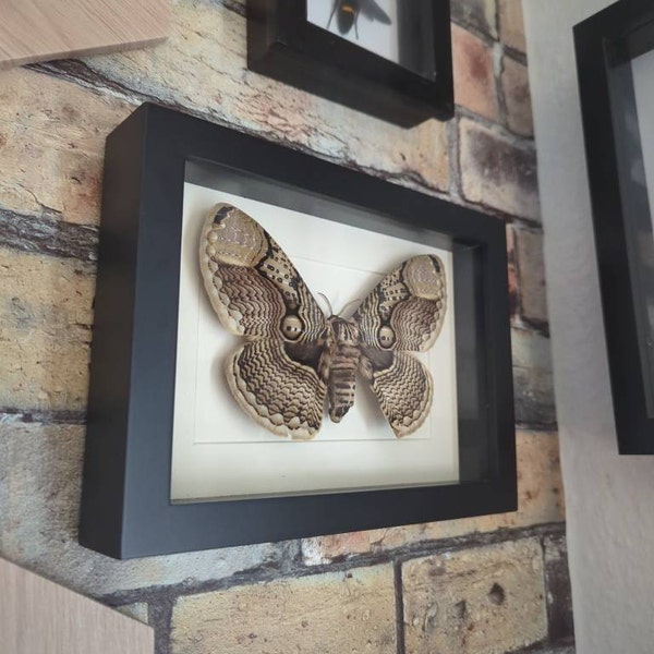 Real Framed Ghost Cicada Ayutha Spectabilis Shadow Box Frame Insect ...