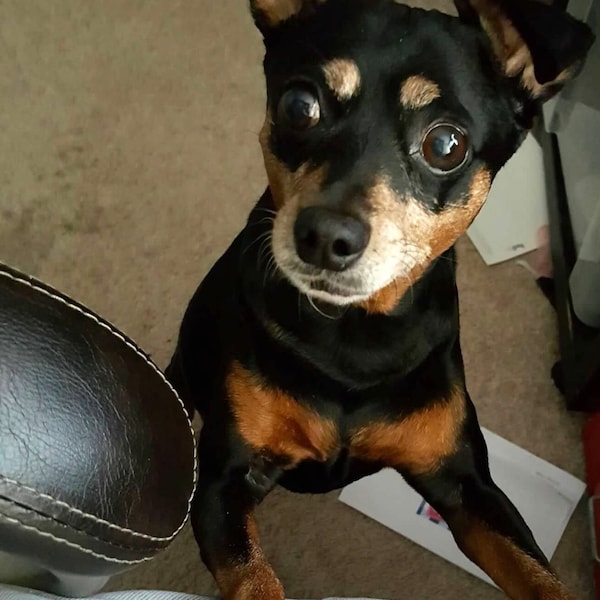 Nintendo Super Mario Inspired Min Pin Brothers Miniature Pinscher Large ...