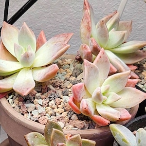 Crassula Ovata Ets Fingers Jade Rare Succulent Live Plant - Etsy