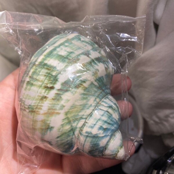 3"-3.5" Turbo Shell Polished Jade Green Seashell Mouth Opening Sizes ...