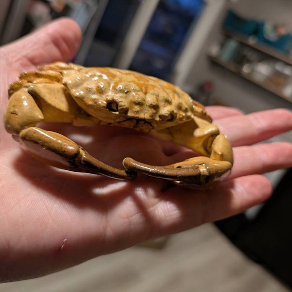 Spiny Sunstar 6 - 8" Sunflower Starfish Ocean Beach Decor Multileg ...