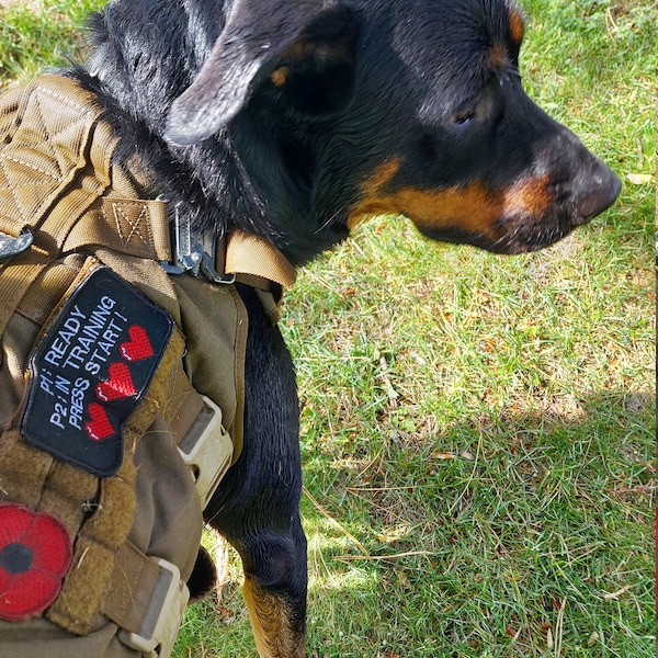 Patch IN TRAINING Patch for Working Dog in Training Iron-on, Sew-on or ...
