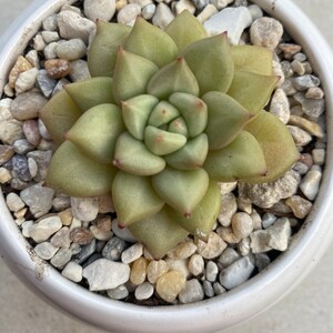 Rare Succulent: Imported Succulent Korean Echeveria Elegans - Etsy