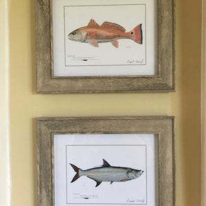 Bluegill Open Edition Print by Flick Ford, Sunfish, Panfish, Natural ...