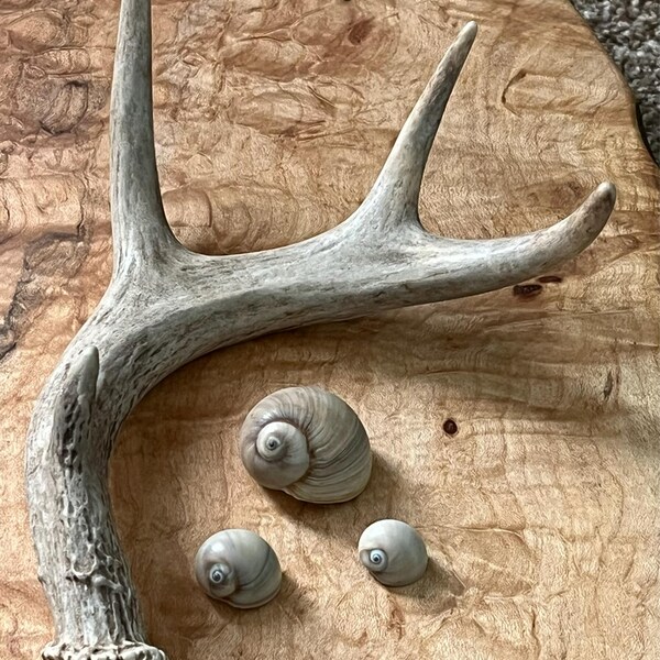 Large Specimen Grade 63.1mm CONUS Regius Royal, Crown Cone SEASHELL JB ...