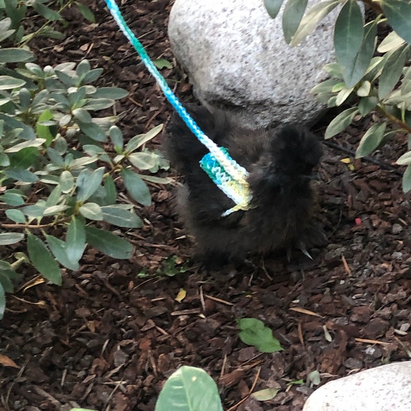 Chicken Harness Holster and Leash, Crochet, for Young Chickens, Take ...