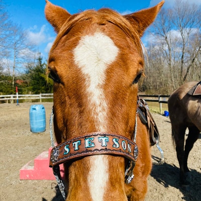 Pony Tack Set, Miniature Horse Tack, Pony, Pony Tack, Pony Hackamore ...
