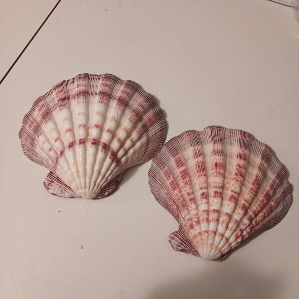 Rare 12-15 Cm Natural Large Conch Shells | Natural Water Conch Shells ...