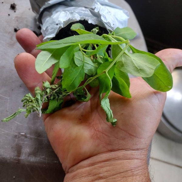 Orleans Antique Apple Tree Cuttings Scions for Rooting Grafting - Etsy