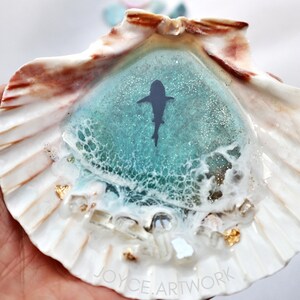 White Indian Volute Melon Shell 67 1 PC Large | Etsy