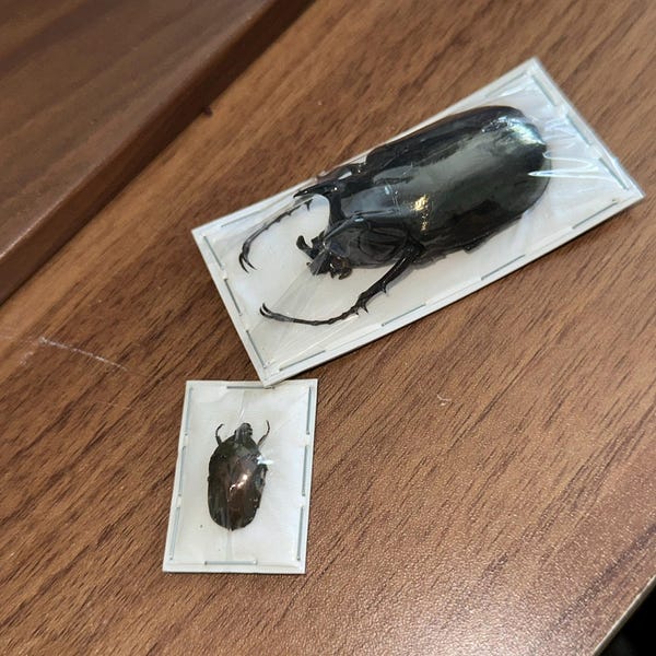 Assorted Bugs Insects Specimen Wholesale Mix Lot Bulk - Etsy UK