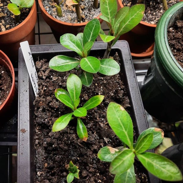 10 X Lithops Aucampiae 'rudesheim Ruby 10 X Succulent Seeds Rarely ...