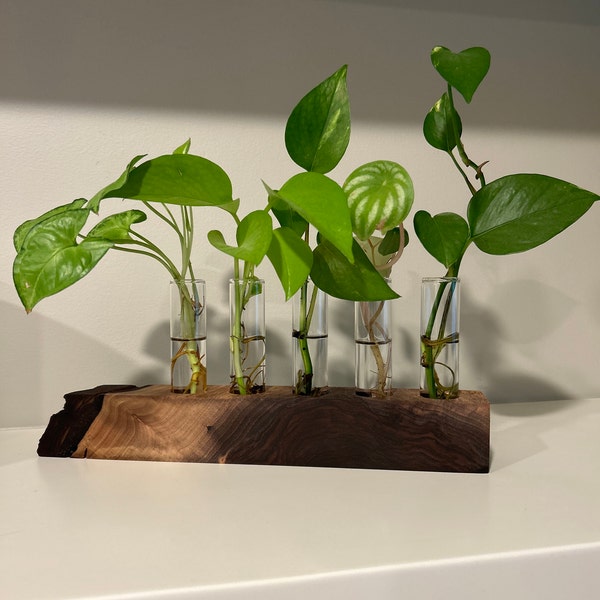 Black Walnut Propagation Set of 3 / Hydroponic Rooting Vases / Test ...