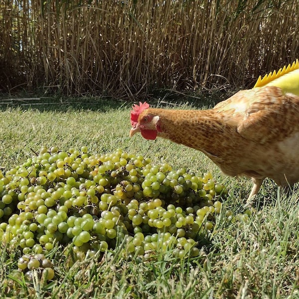 Waterproof Chicken Saddle: Dinosaur Costume Hen Apron With Tail Spikes ...
