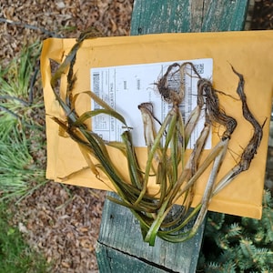 BULK Dwarf Sagittaria Subulata Dwarf Sag Live Aquarium Plants - Etsy