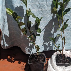 Camellia Sinensis live Tea Plant Propagated From Plants at Former ...