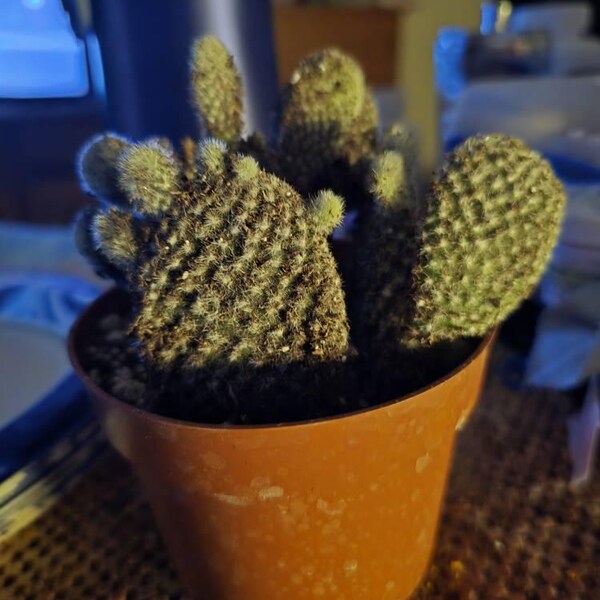 Angel Wings Cactus | 2 Inch & 4 Inch | Opuntia Microdasys Albata ...
