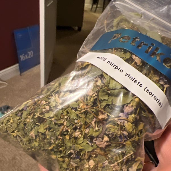 Mimosa Tree Bark (albizia Julibrissin). Mimosa Tree. Tree of Hapiness ...