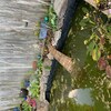 Hedgehog Pond Ramp, Hedgehog Conservation, Pond Decorations, Gardener ...