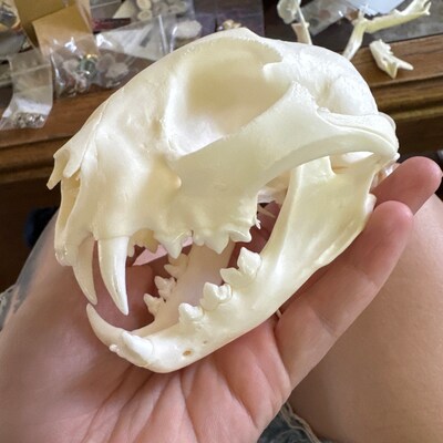 Sylvilagus Floridanus / Rabbit Atlas Vertebrate Butterfly Bone - Etsy