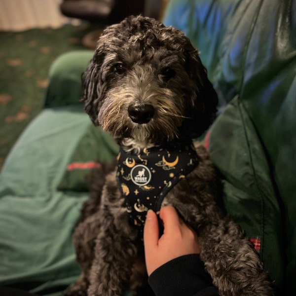 Wild Thing Dog Harness & Accessories - Etsy Australia