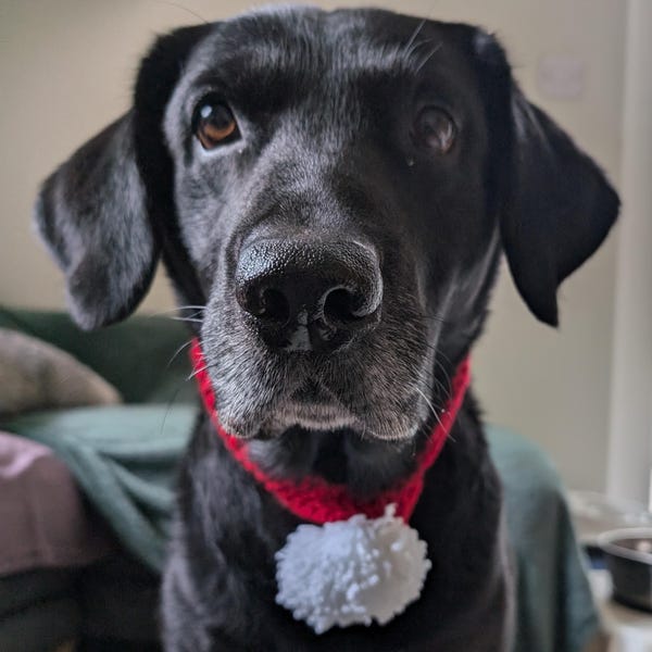 Christmas Dog Scarf With Pompom - Available in 4 Colour Schemes - Santa ...