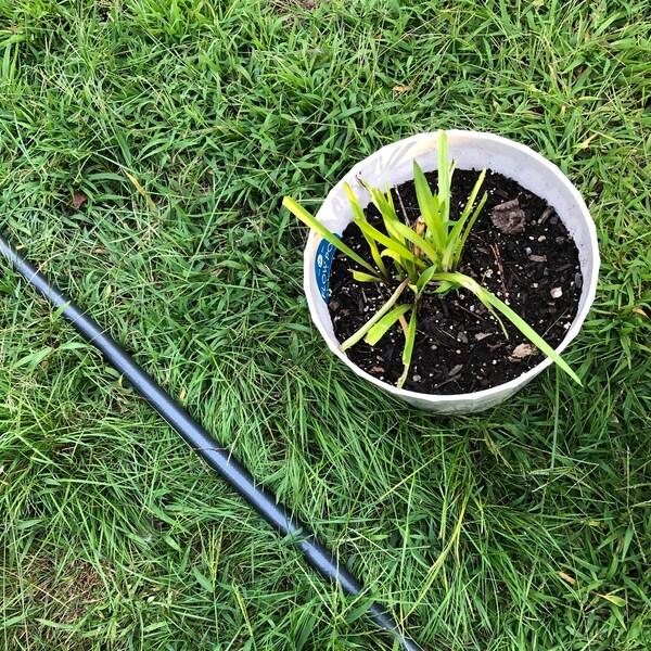 Italian Stone Pine Pinus Pinea - Pine Nut 10 Seeds - Etsy