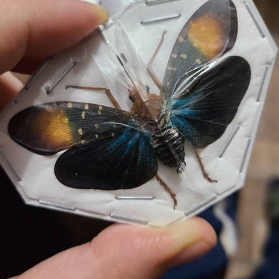 OVERSTOCK: Real Blue Lanternfly, Pyrops Gunjii - Etsy