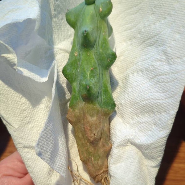 Myrtillocactus Geometrizans Boobie Cactus options of 5'', 6'', 8'', 7 ...